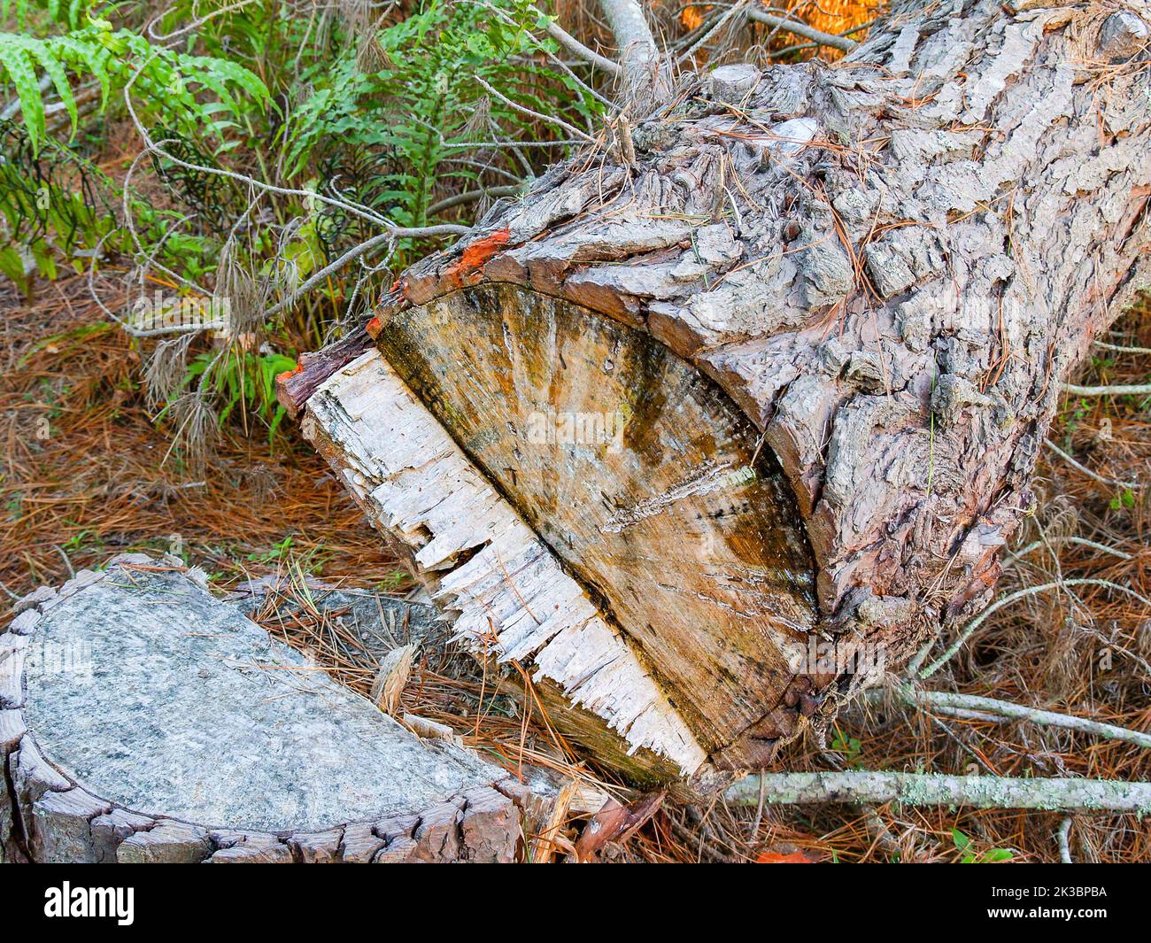 Jagged tree stump hi-res stock photography and images - Alamy