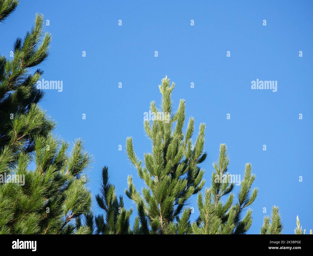 Pinus radiata new zealand hi-res stock photography and images - Alamy