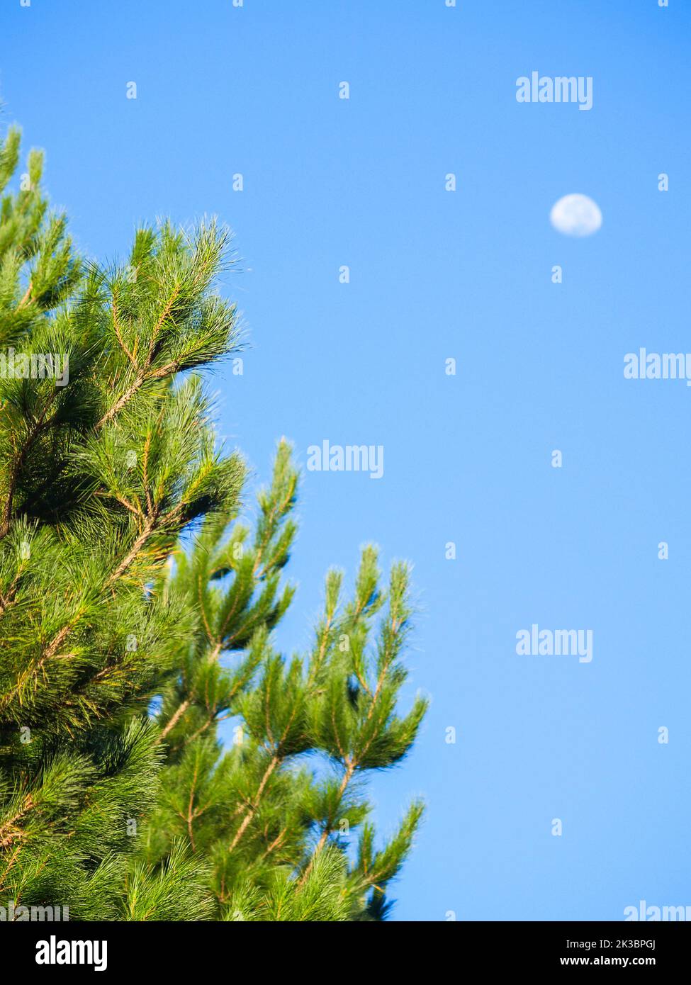 Pinus radiata new zealand hi-res stock photography and images - Alamy