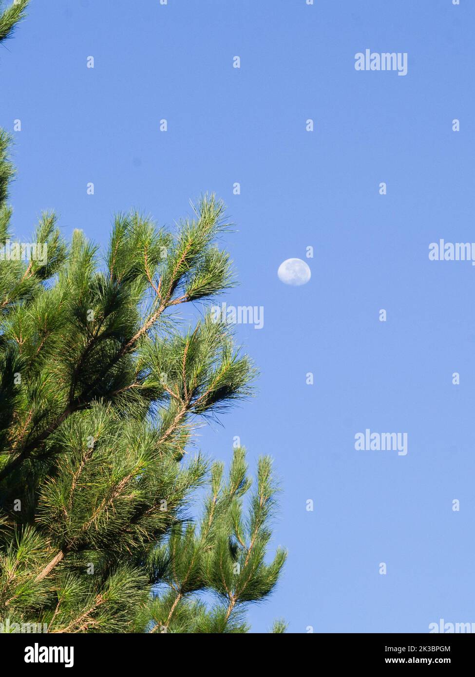 Pinus radiata new zealand hi-res stock photography and images - Alamy