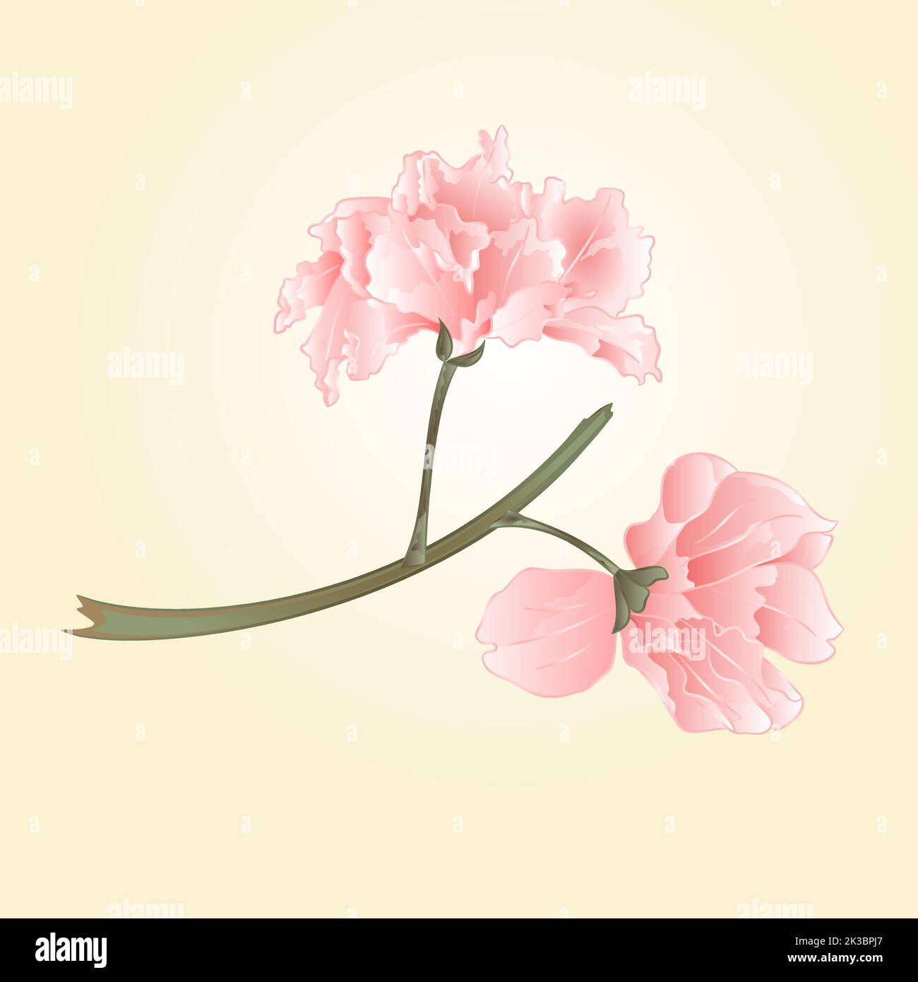 Sakura flowers vector Stock Vector Image & Art - Alamy