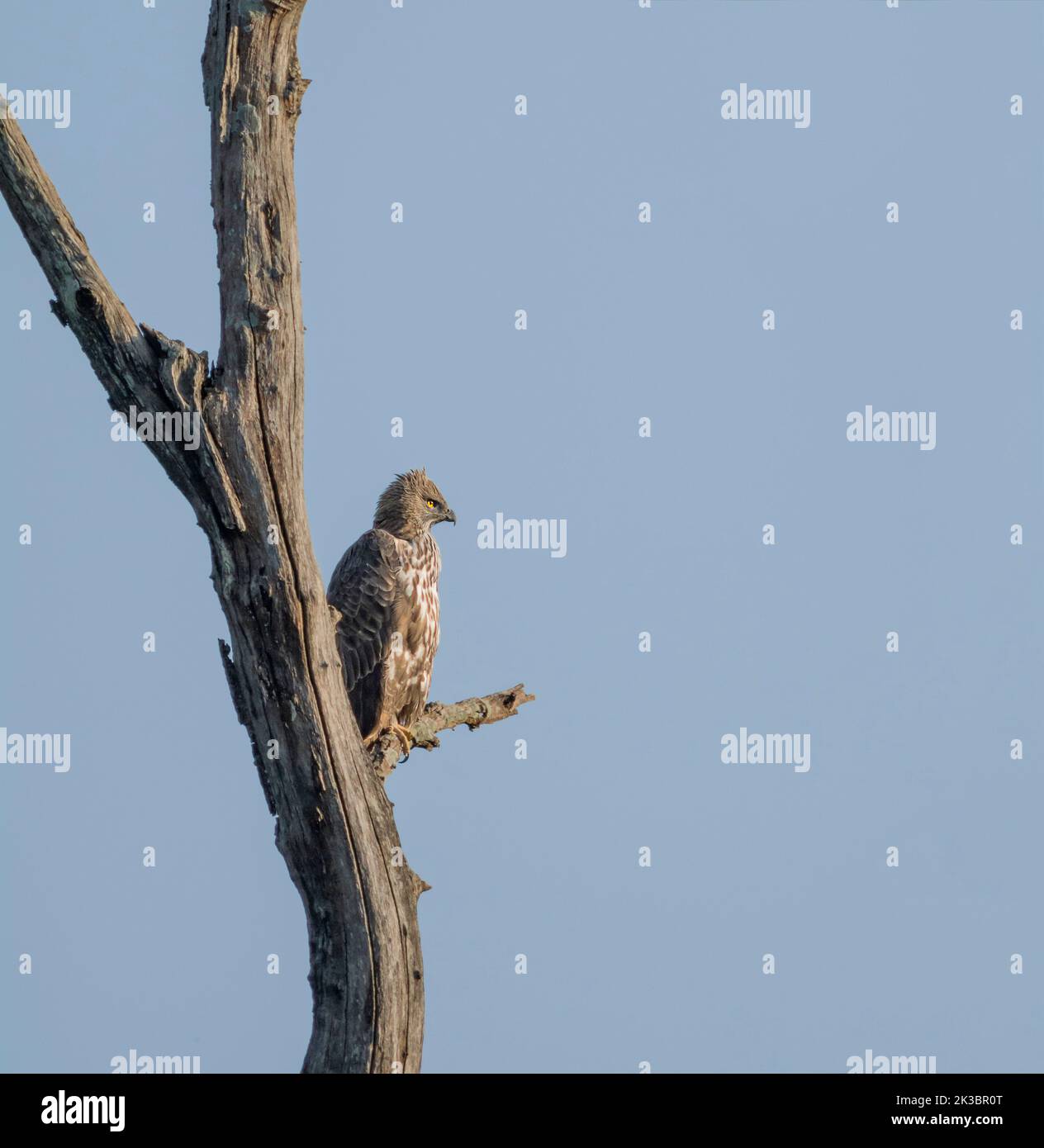 Hawk Curved Branch Stock Photo - Alamy