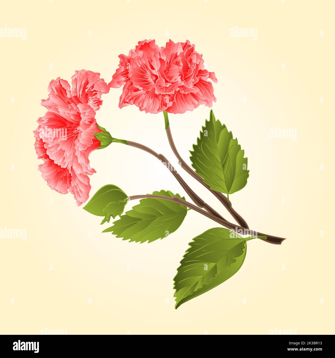 Pink hibiscus stem tropical flower vector illustration Stock Vector ...