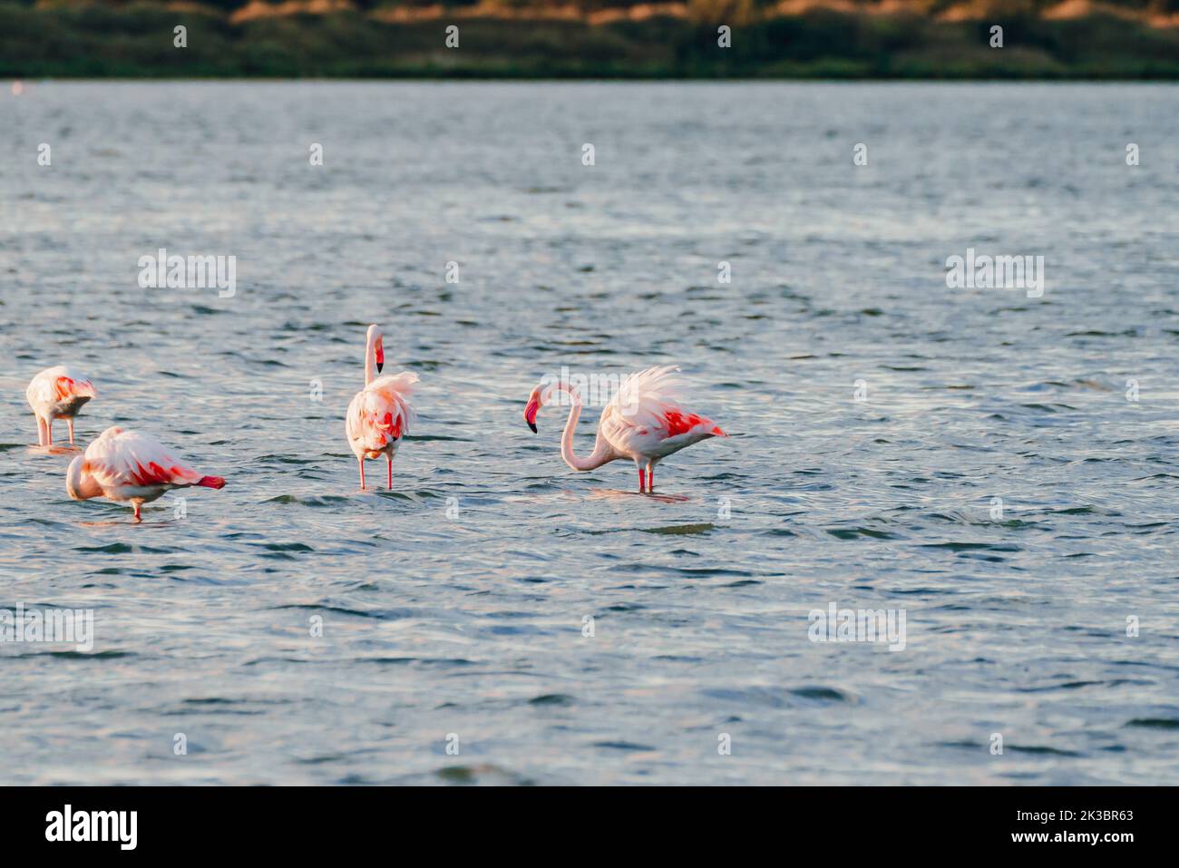 Flamingos beach in aruba flamingo hi-res stock photography and images ...
