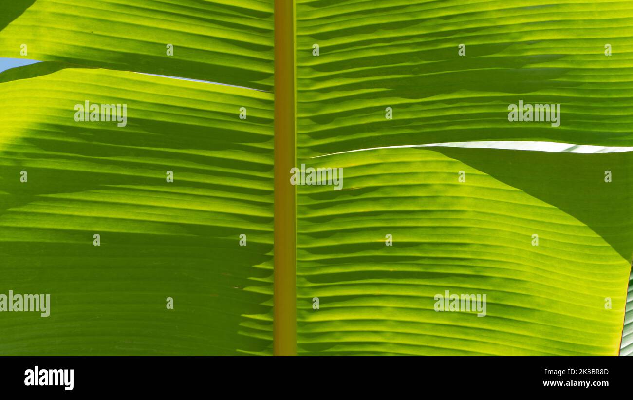 Background and texture of banana tree leaf, green leaf with veins Stock ...