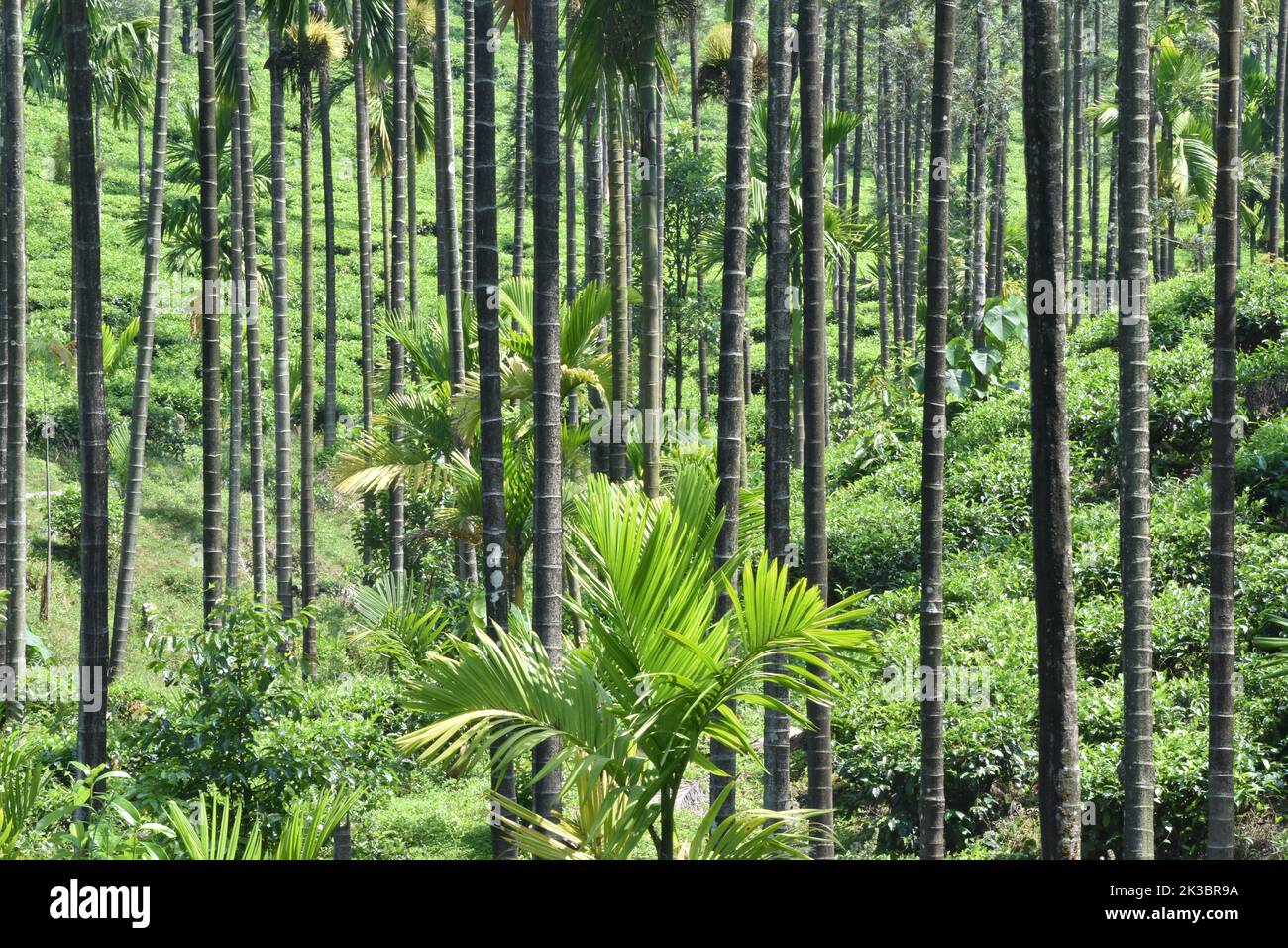 Mixed farming, areca and tea with pepper, Moodbidri, Karnataka, India ...