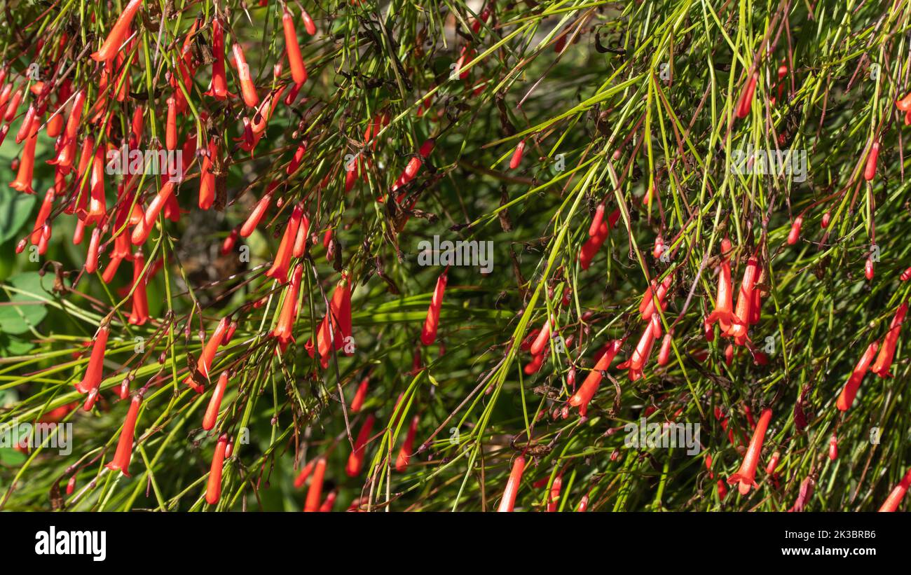 Red bell flower hi-res stock photography and images - Alamy