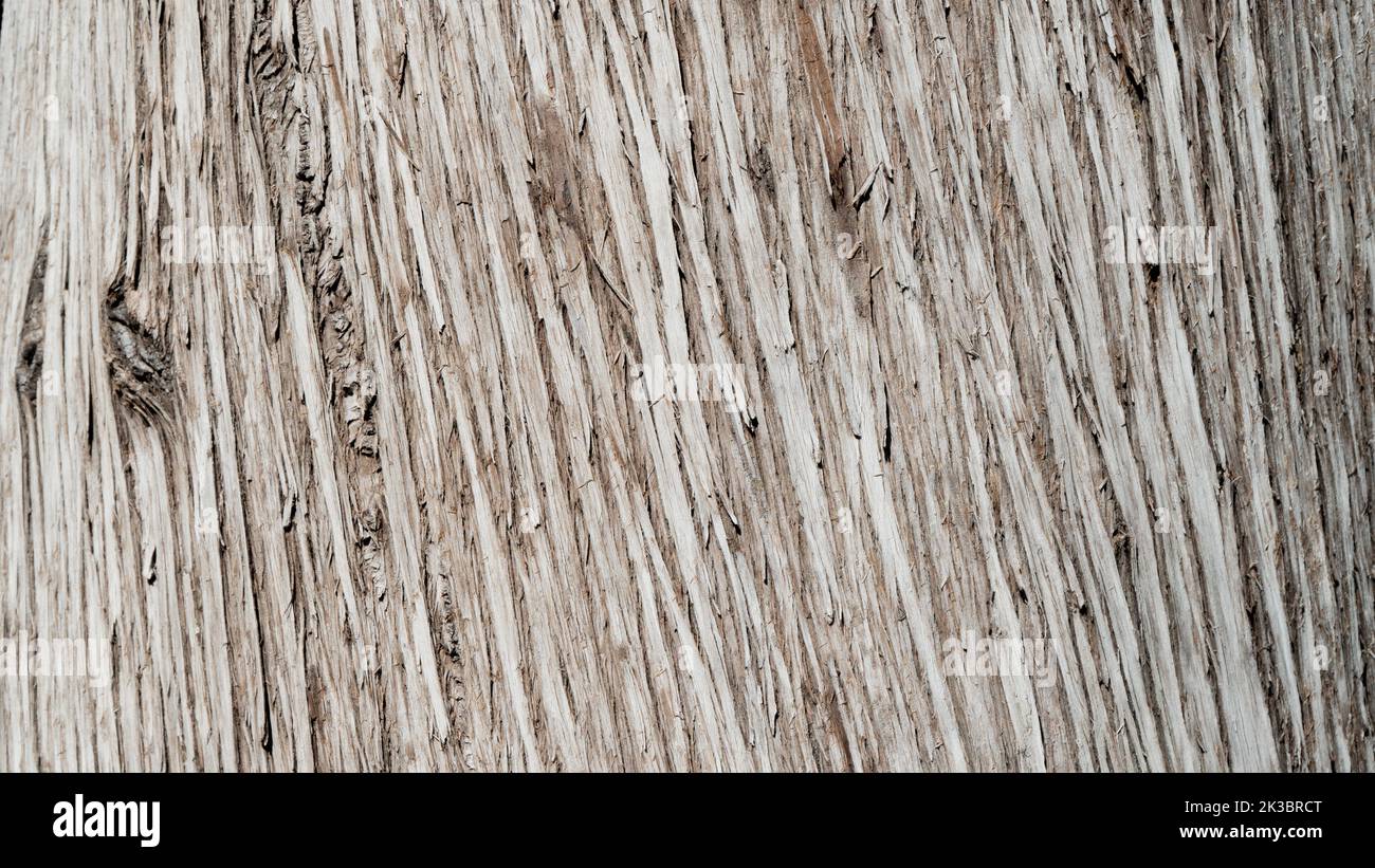 Tree bark texture, wood background with lines Stock Photo - Alamy