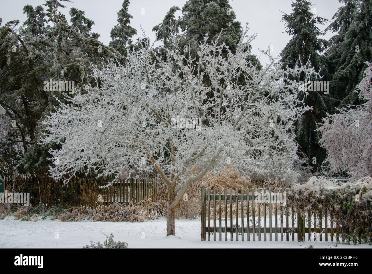 A beautiful winter trees in a snowy park Stock Photo - Alamy