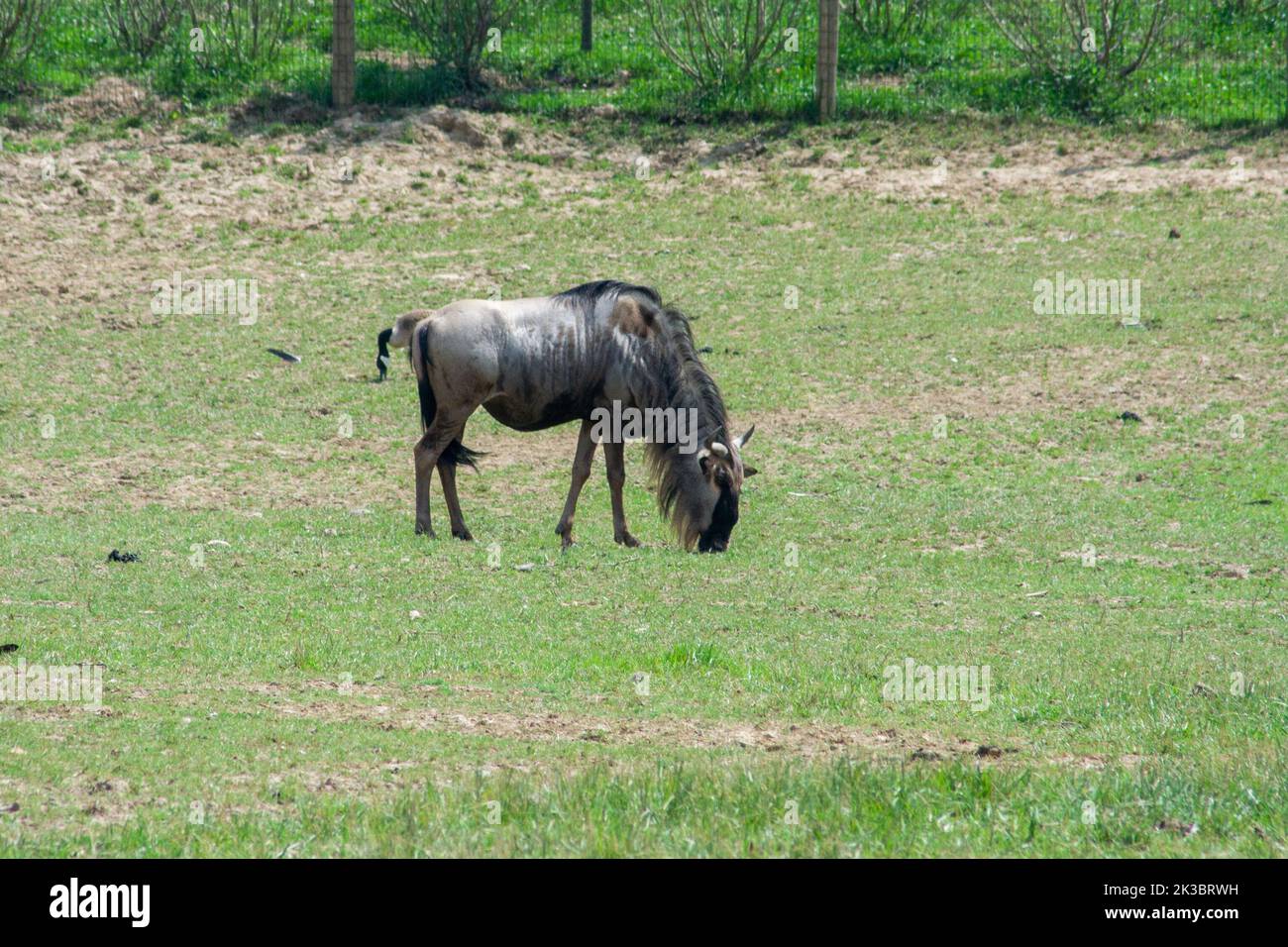 A wild Gnu eating from the grass Stock Photo - Alamy