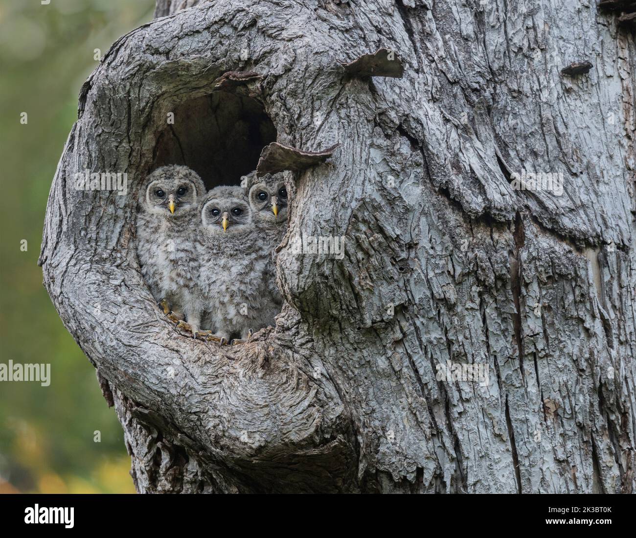 Musketeers image hi-res stock photography and images - Alamy