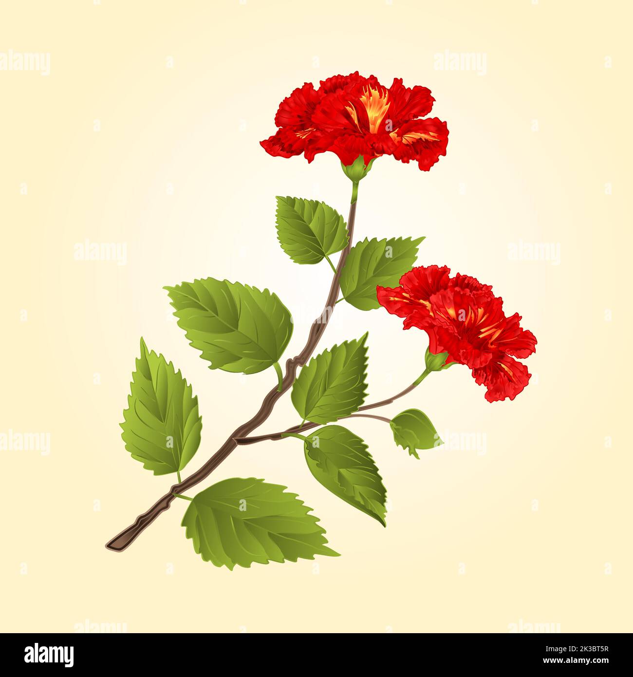 Red hibiscus stem tropical flower vector illustration Stock Vector ...