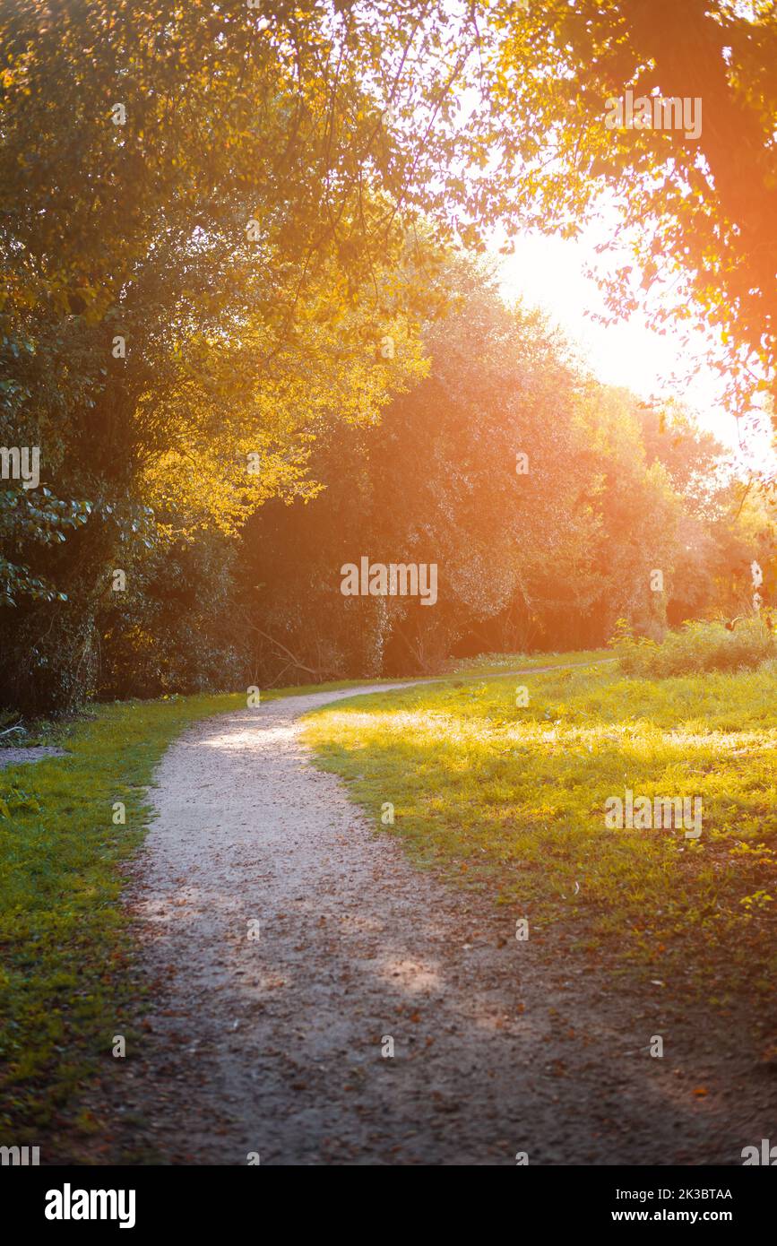 Path trough a forest in Summer in Europe Stock Photo - Alamy
