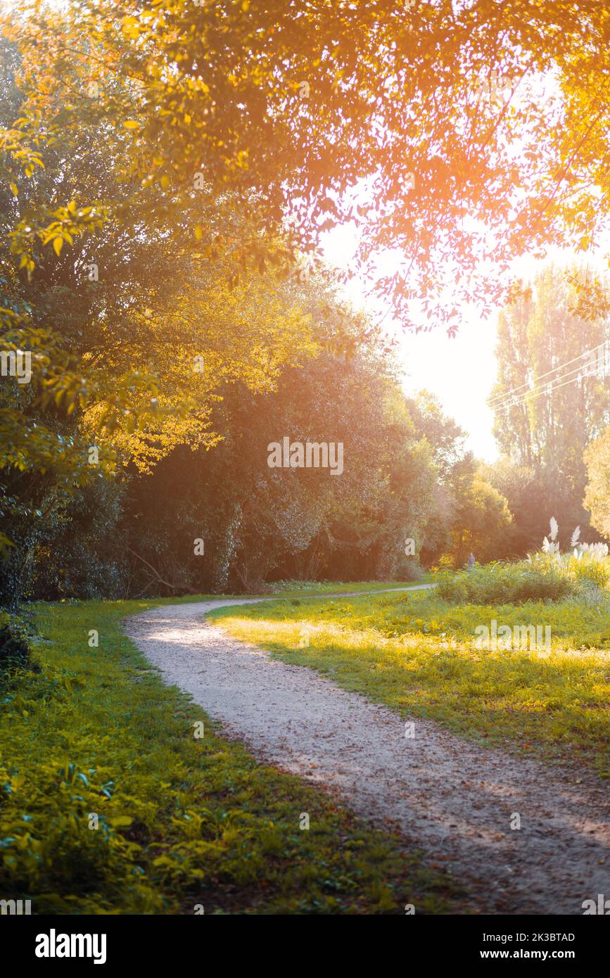 Driving trough forest road hi-res stock photography and images - Alamy