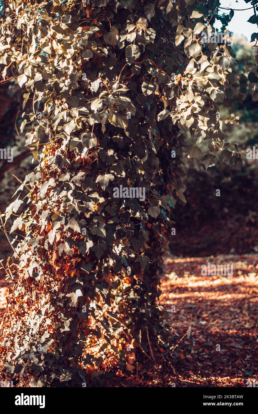 Lonely tree green ivy hi-res stock photography and images - Alamy