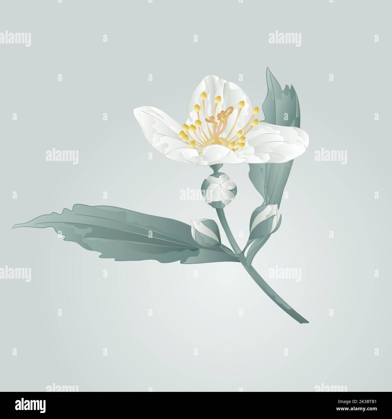 Spring flower twig jasmine flower and buds vector illustration Stock ...