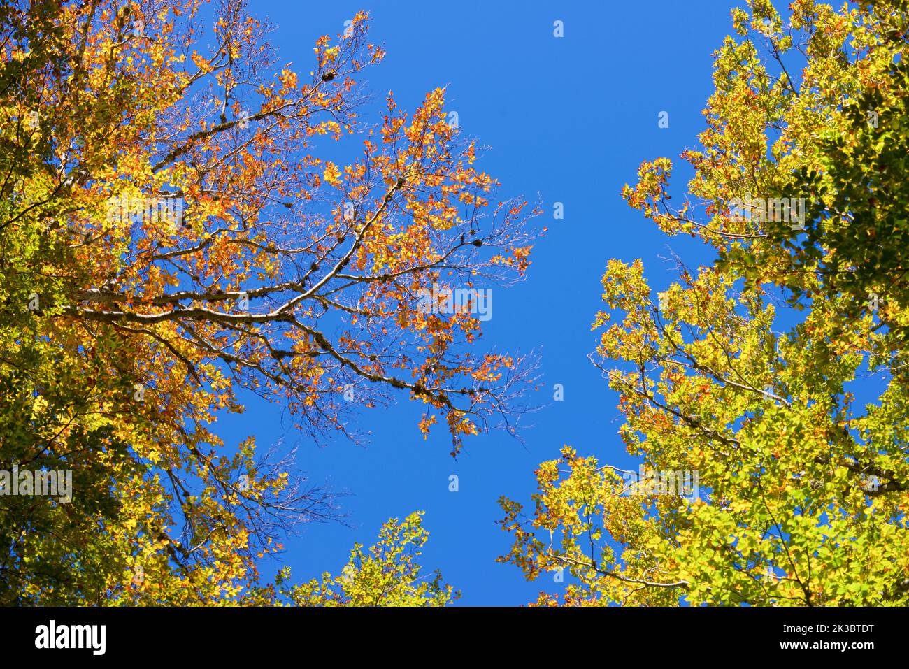 Autumn tree in Anso Valley, Huesca Province in Aragon in Spain Stock ...