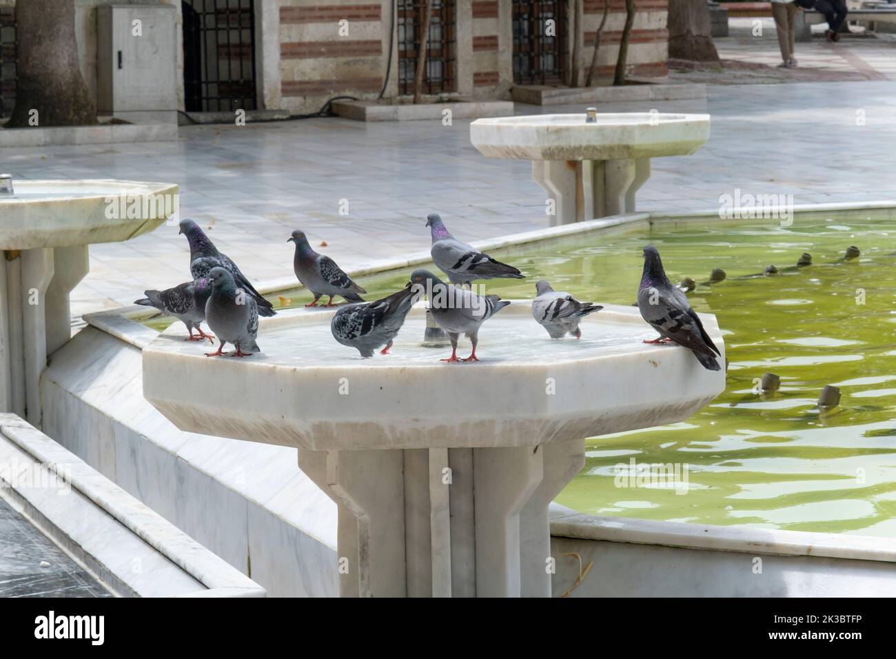 Pigeons drinking water and bathing, ornamental pool on Eyupsultan ...