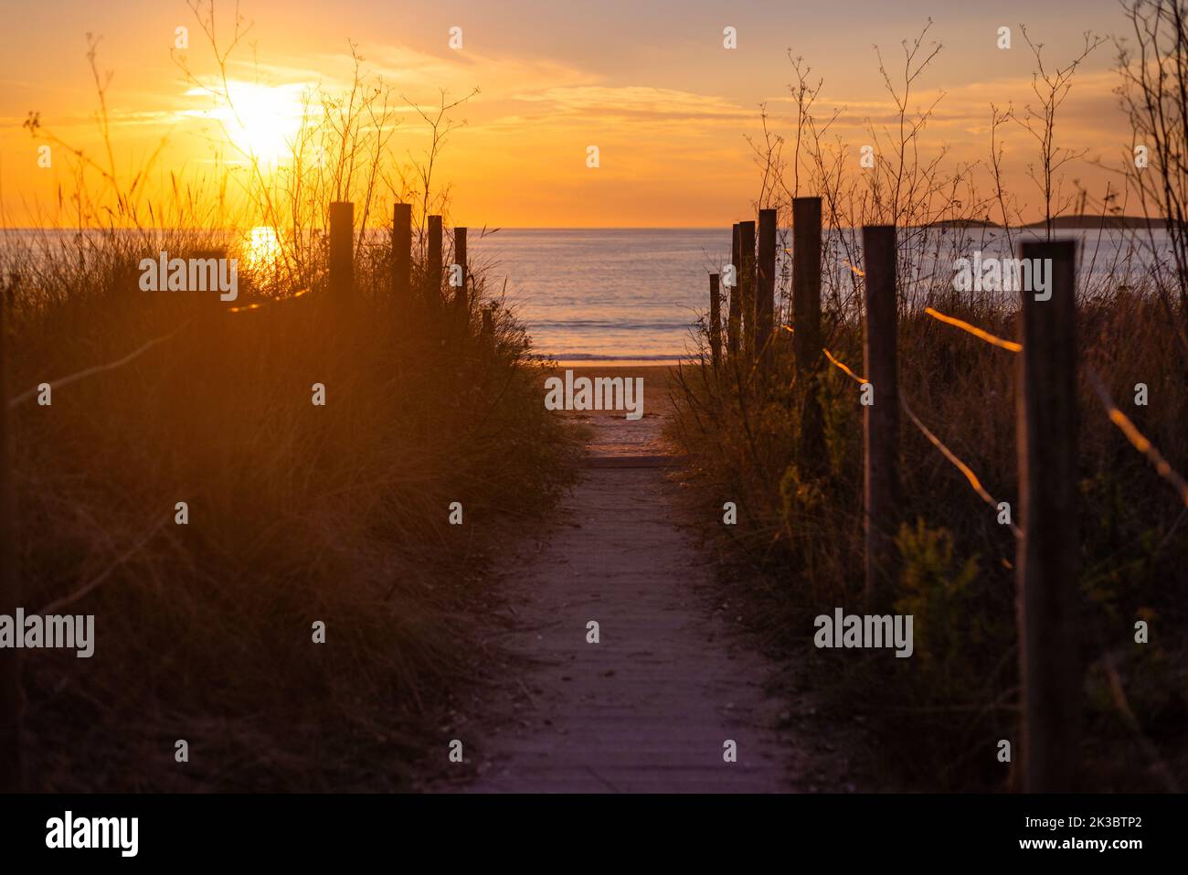Pathway to the beach through the vegetated dunes at sunset Stock Photo ...