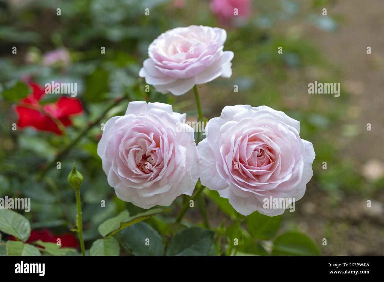 Close up footage delicate pink hi-res stock photography and images - Alamy