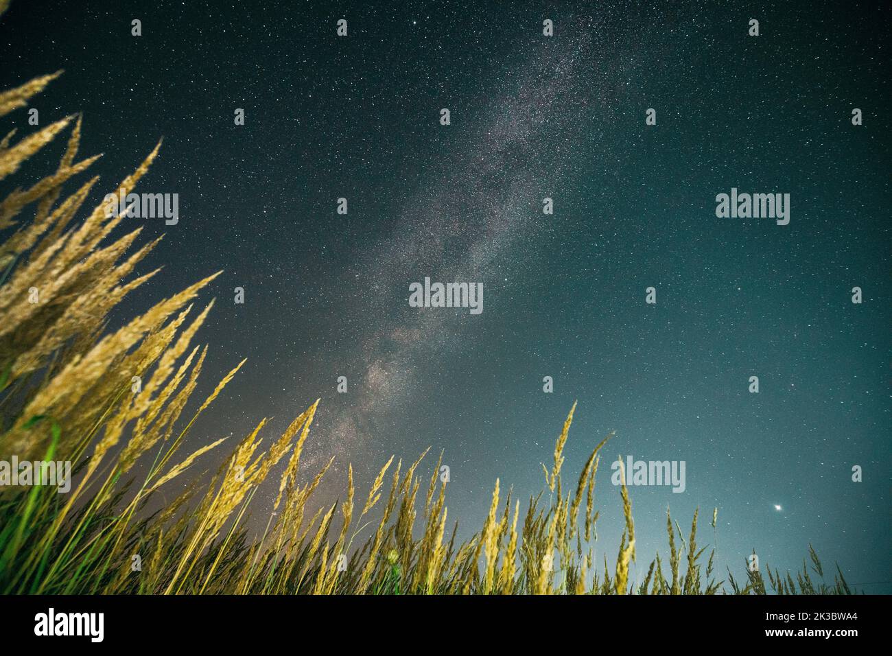 Bottom view of night starry sky from green grass in summer season ...
