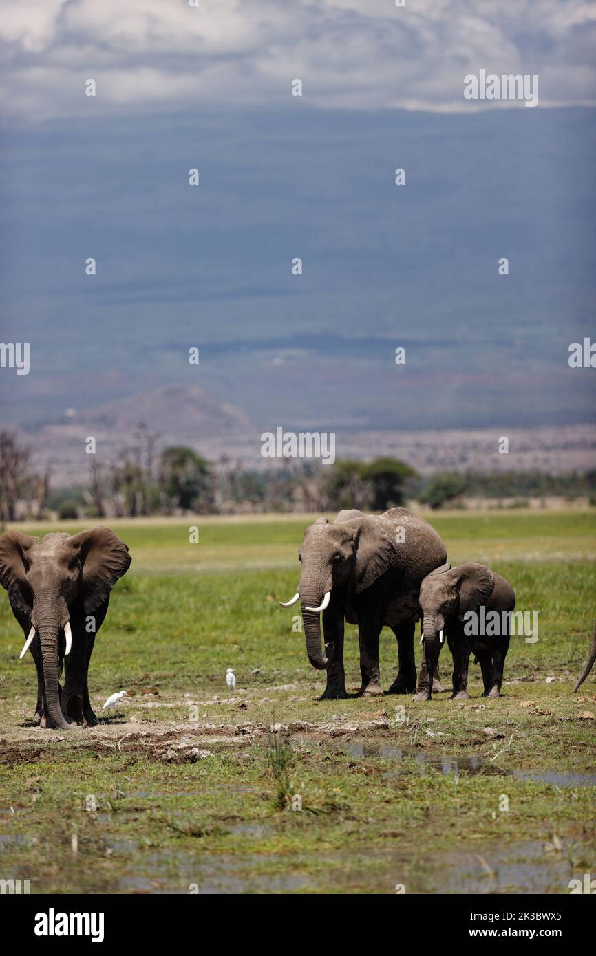 A vertical shot of the family of African bush elephants walking in the ...