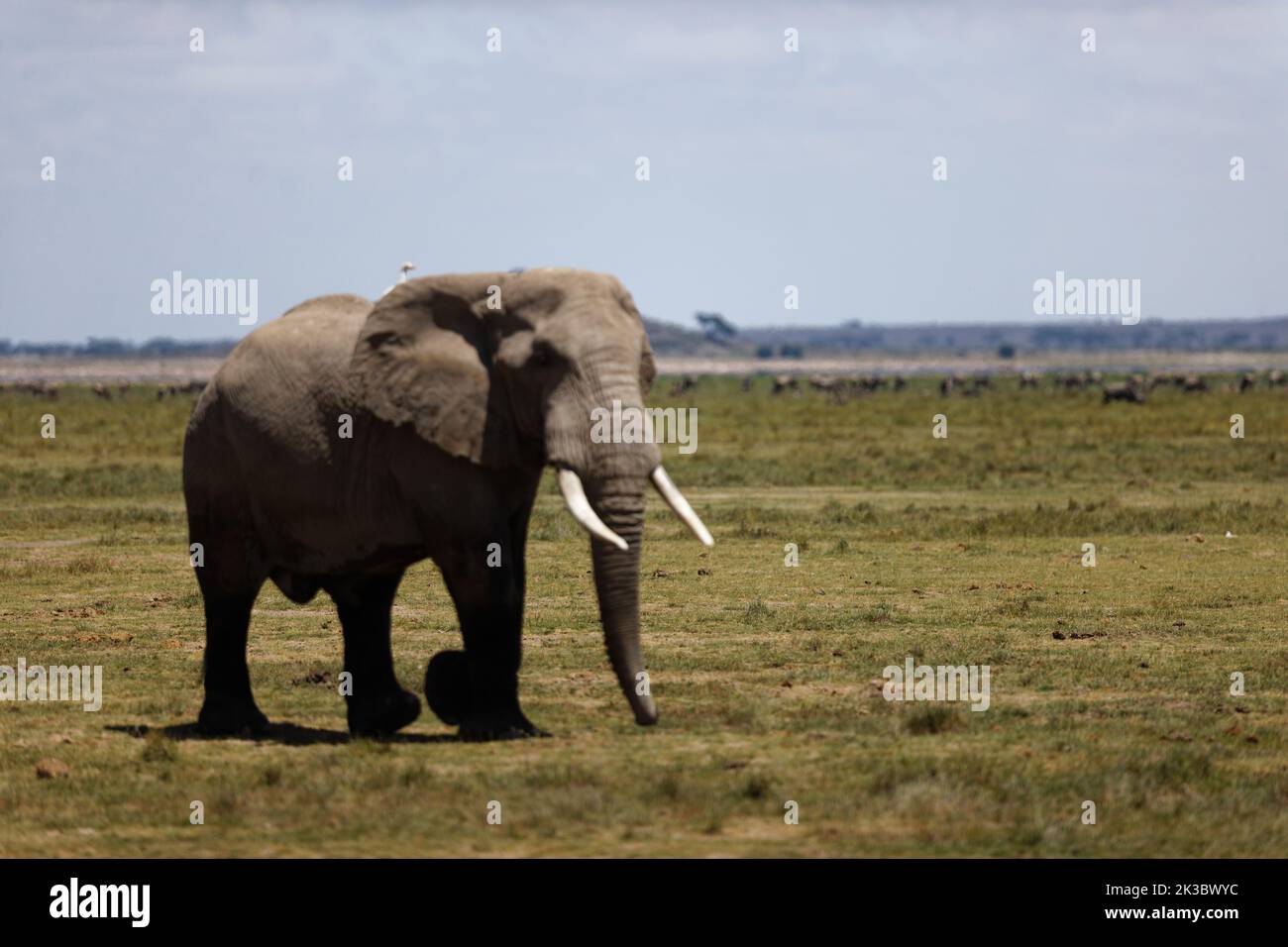 An African bush elephant walking in the field with a white bird on his ...