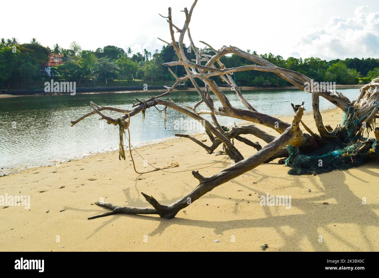 An old driftwood, tree branch casting its shadow on a sandy beach with ...