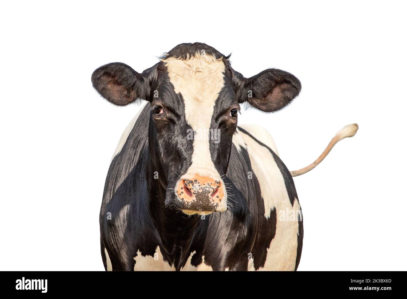 Holstein Dairy Cow Head