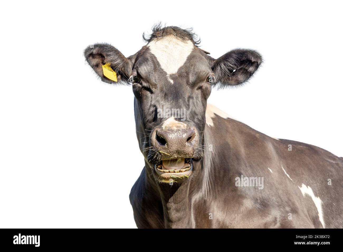 Mooing hi-res stock photography and images - Alamy