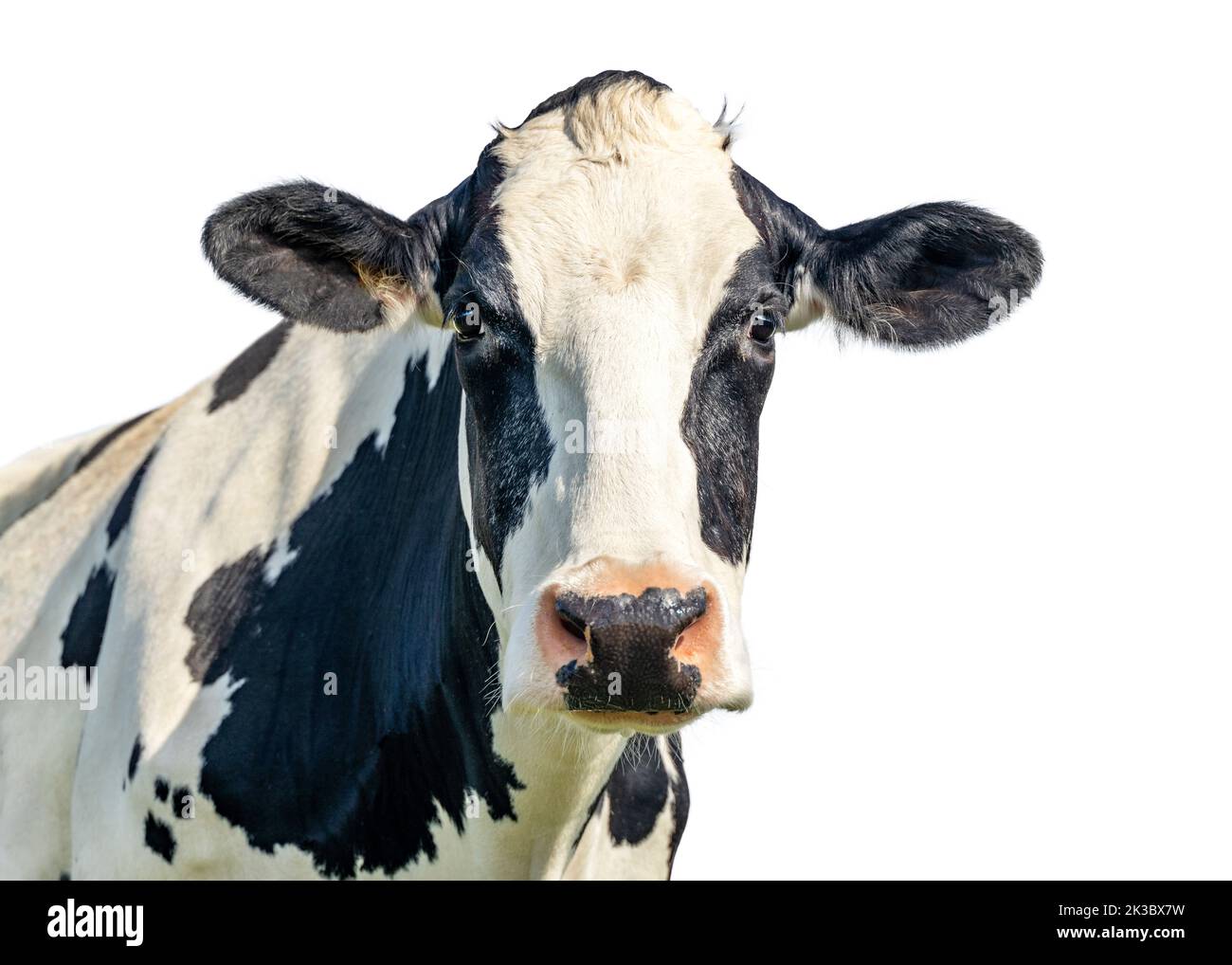 Dairy Cow Face
