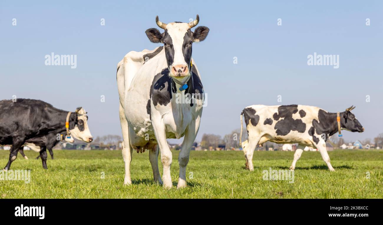 Curious cow standing in front view and horned walking cows passing in ...