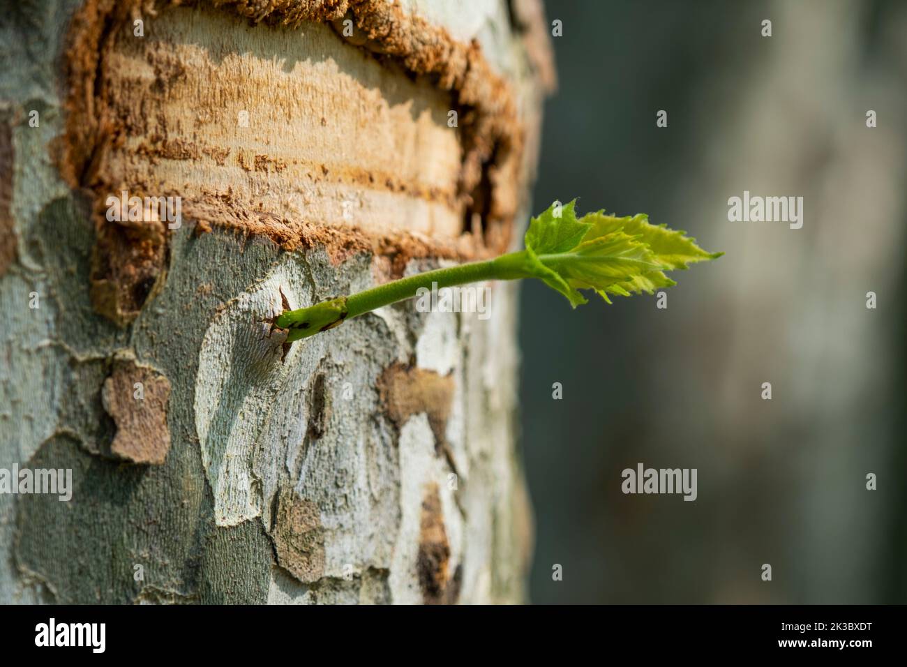 Single branch pops out from tree body, nature and forest, freedom and ...