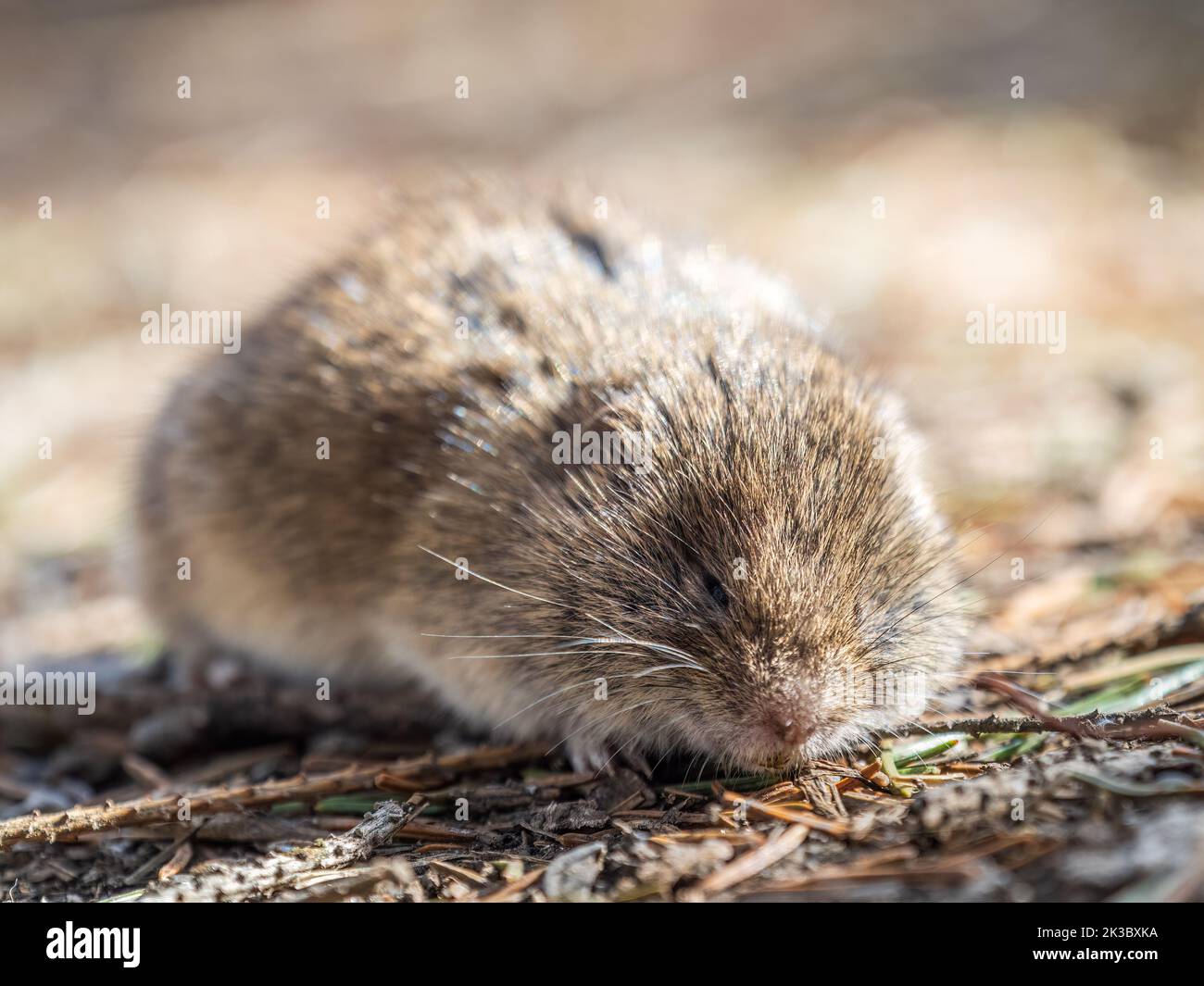 A closeup of a Common vole on the ground with a blurry background ...