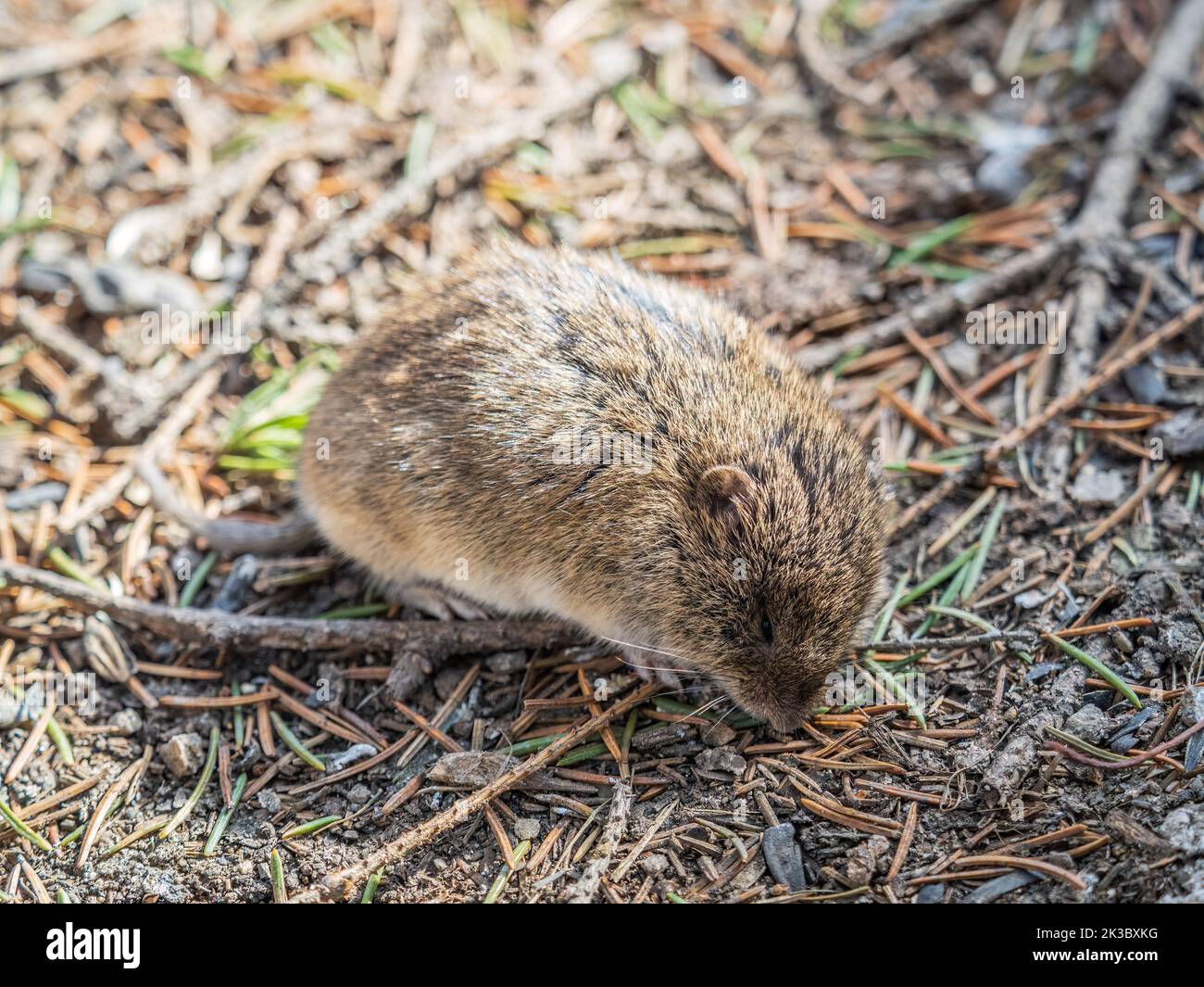 A closeup of a Common vole on the ground with a blurry background ...