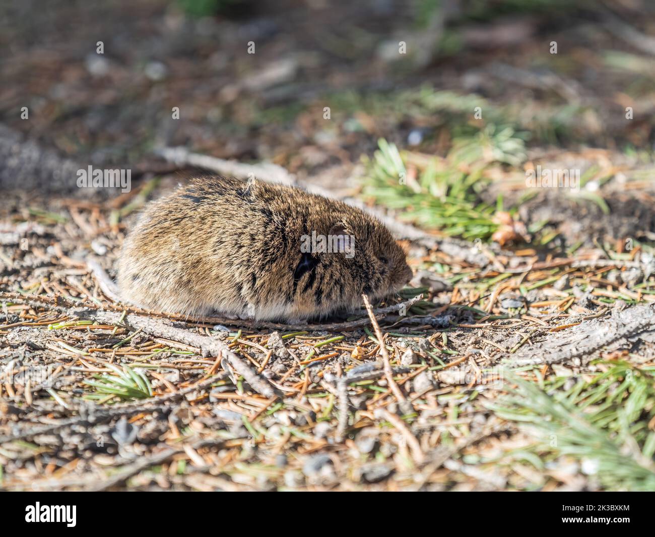 A closeup of a Common vole on the ground with a blurry background ...