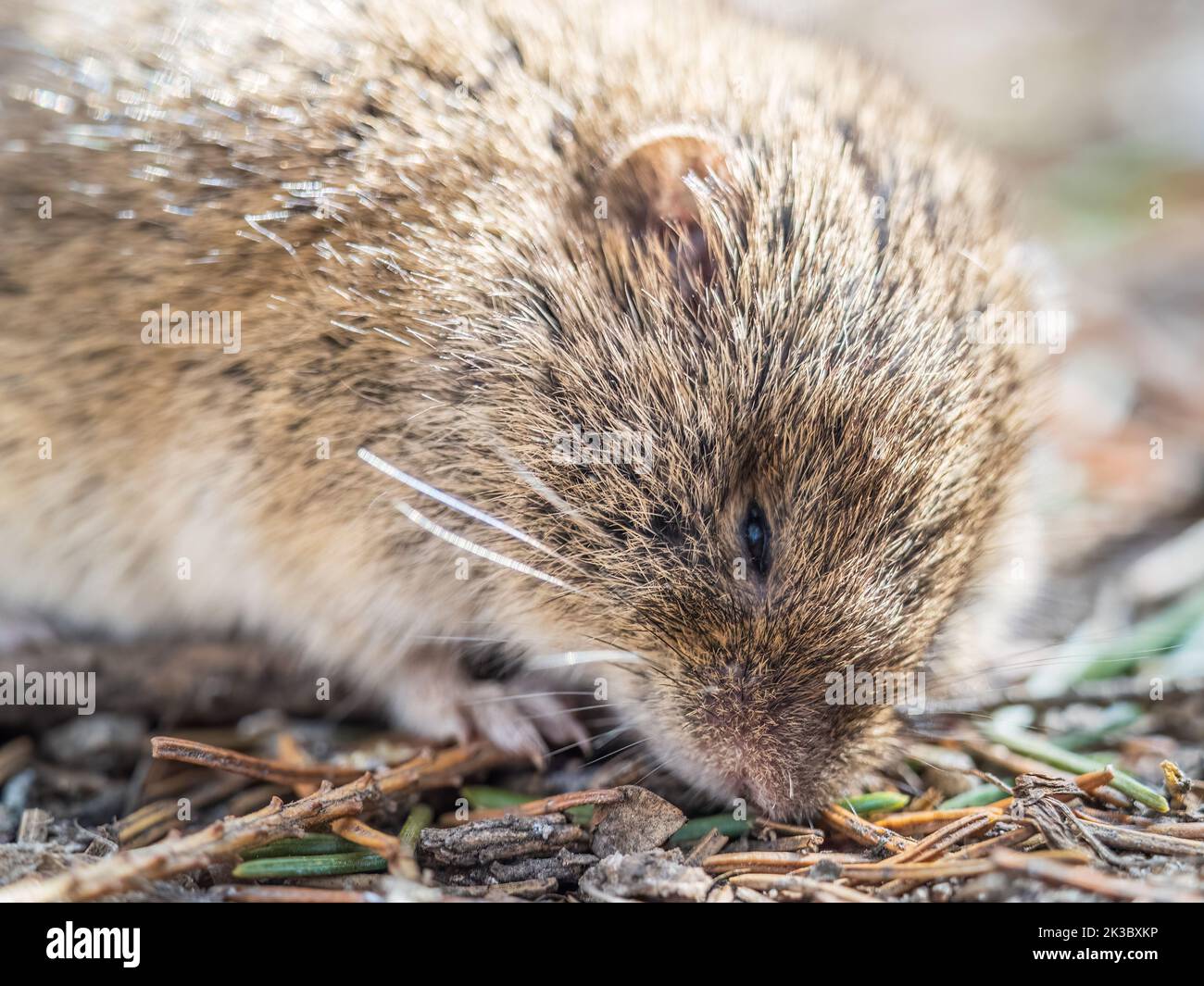 A closeup of a Common vole on the ground with a blurry background ...