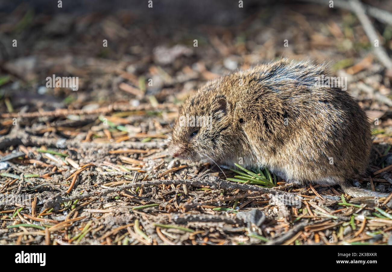 A closeup of a Common vole on the ground with a blurry background ...