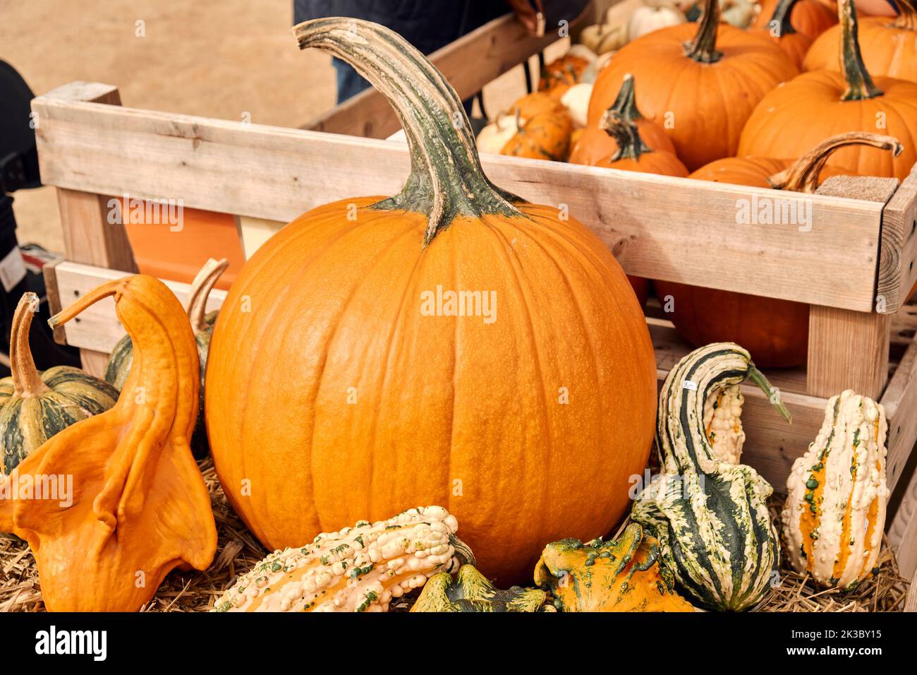 Pumpkins at outdoor farmer market. Pumpkin patch. Halloween decor with ...