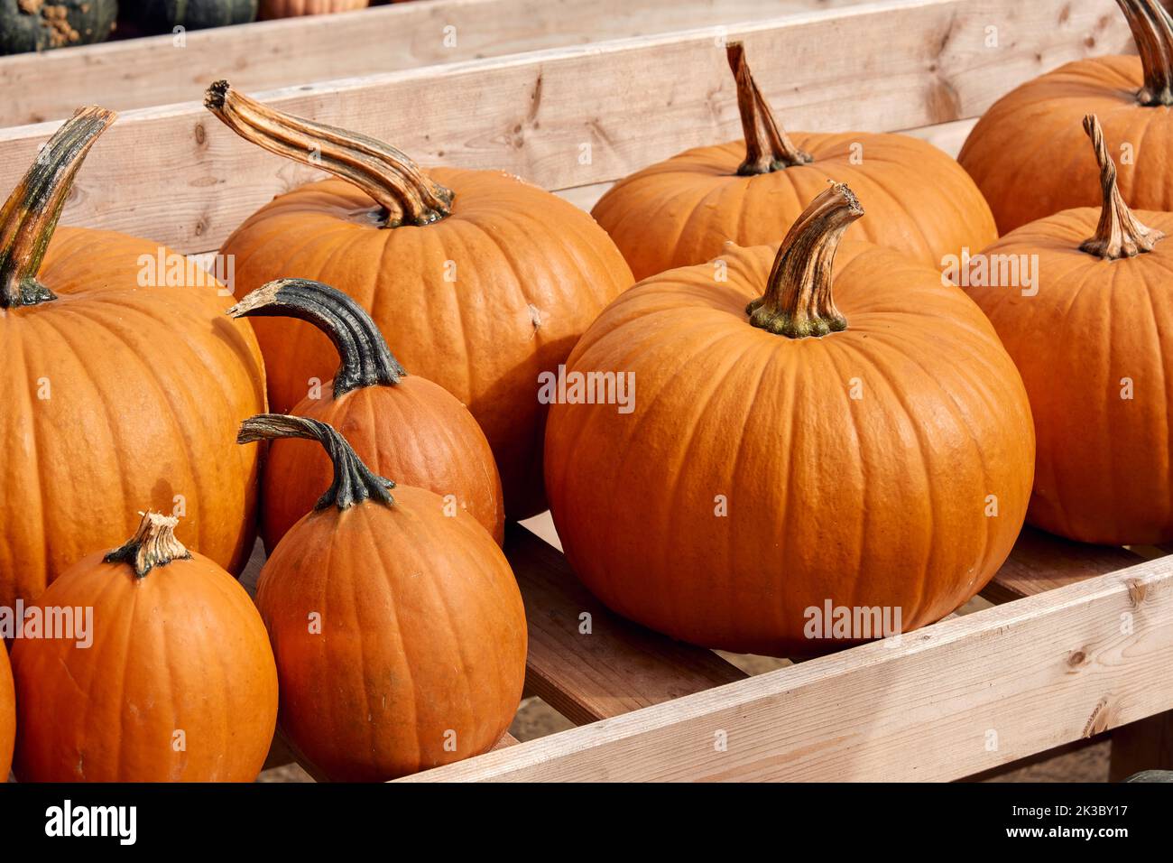 Pumpkins at outdoor farmer market. Pumpkin patch. Halloween decor with ...