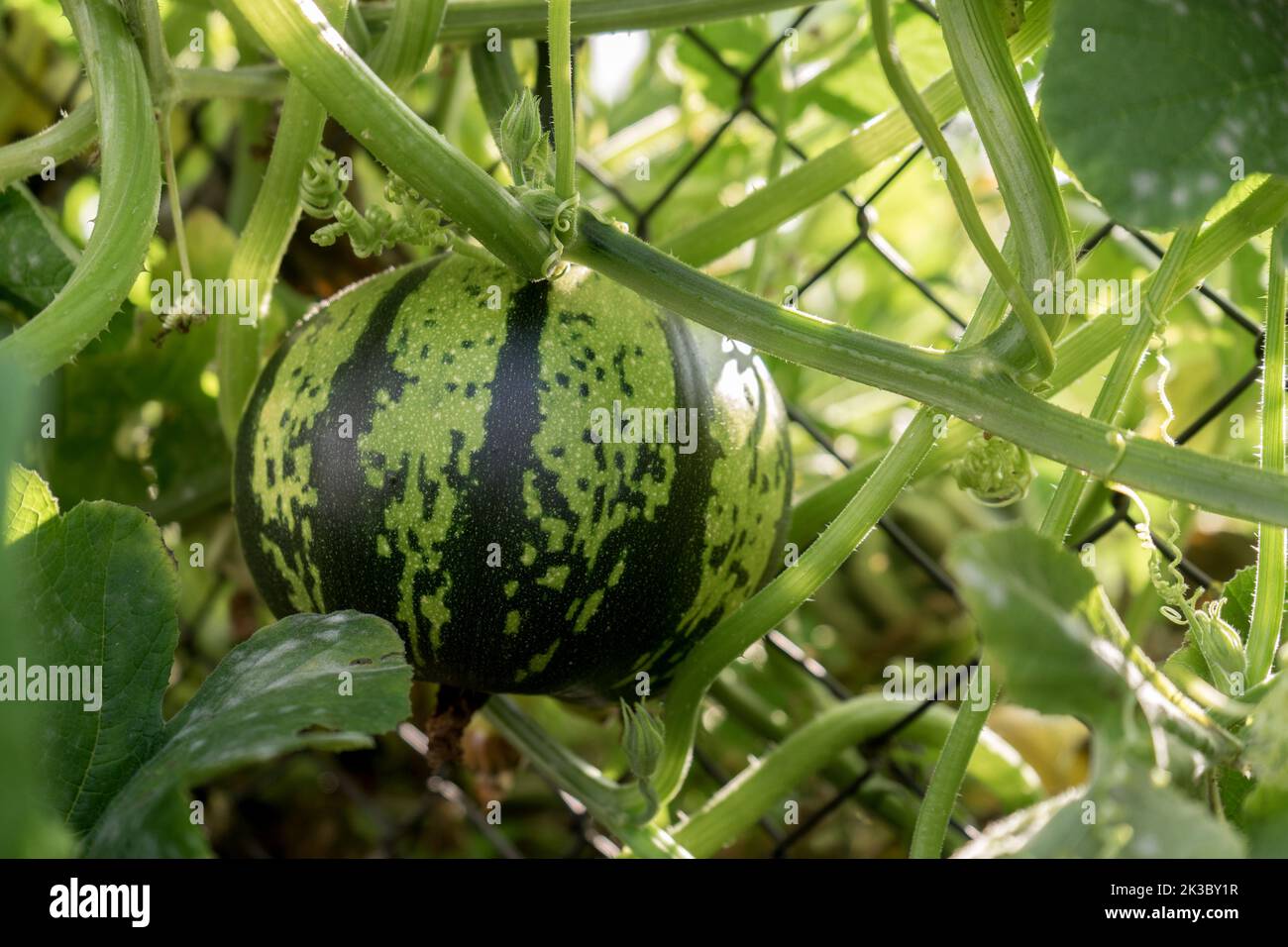 Gourds in field hi-res stock photography and images - Alamy