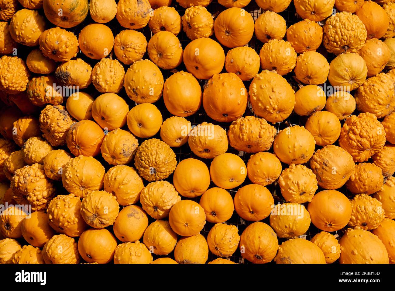 Pumpkins at outdoor farmer market. Pumpkin patch. Halloween decor with ...