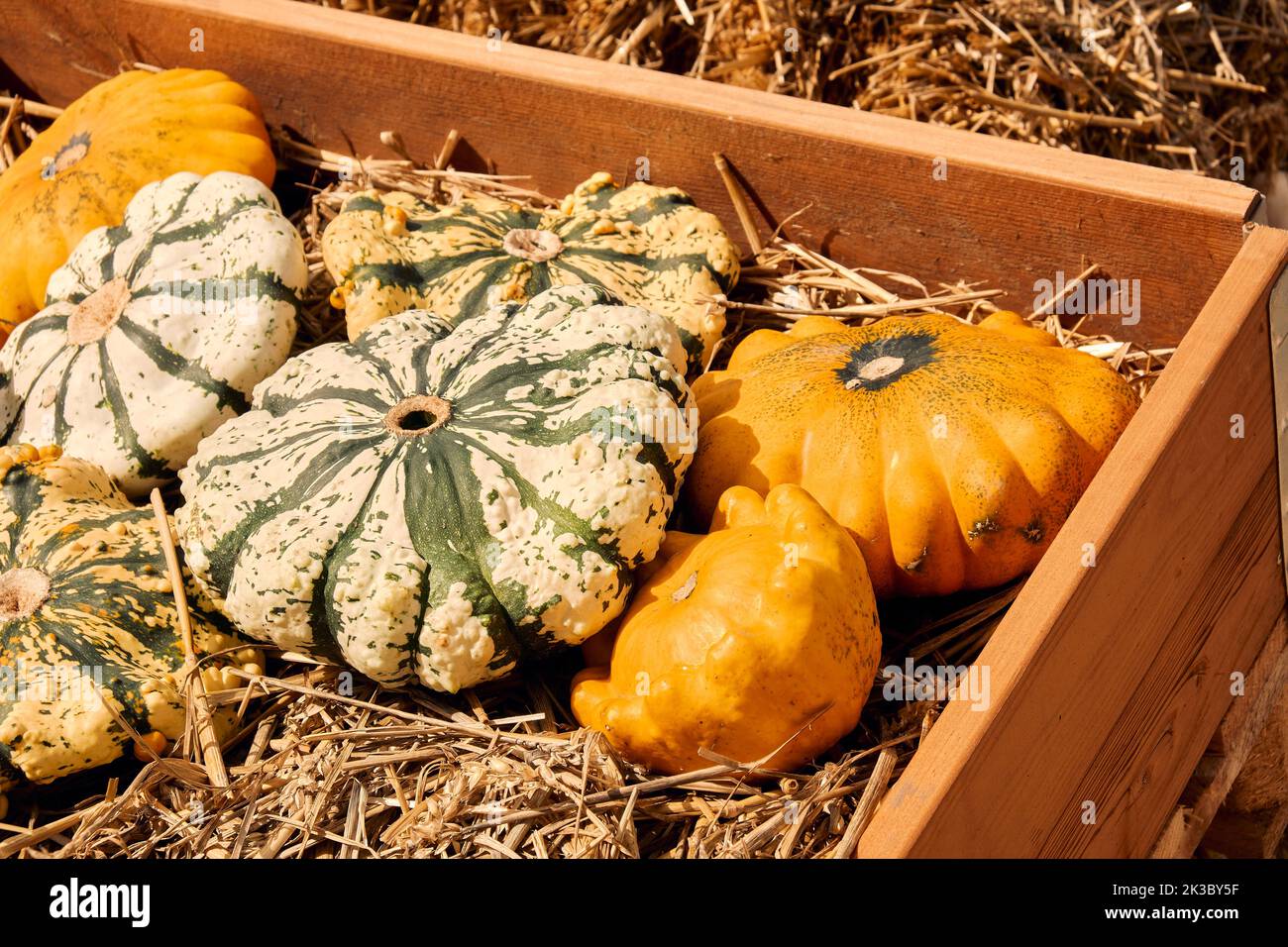 Pumpkins at outdoor farmer market. Pumpkin patch. Halloween decor with ...
