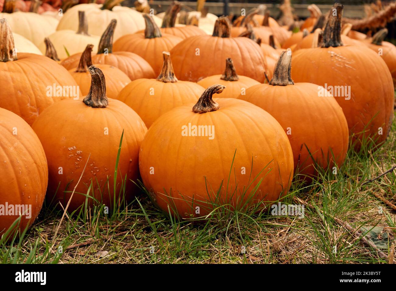 Pumpkins at outdoor farmer market. Pumpkin patch. Halloween decor with ...