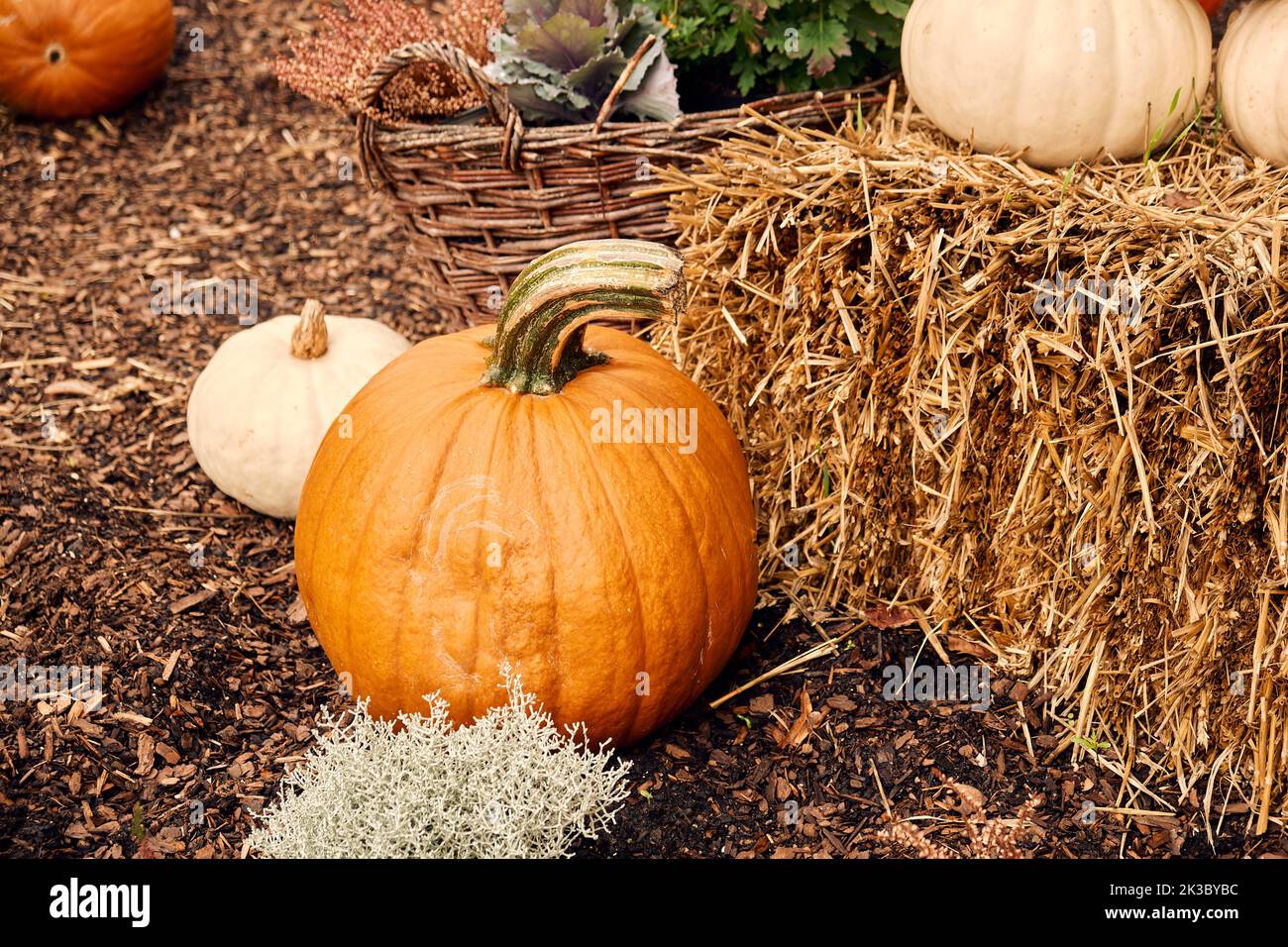 Pumpkins at outdoor farmer market. Pumpkin patch. Halloween decor with ...