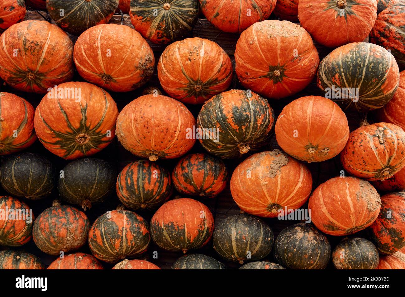 Pumpkins at outdoor farmer market. Pumpkin patch. Halloween decor with ...