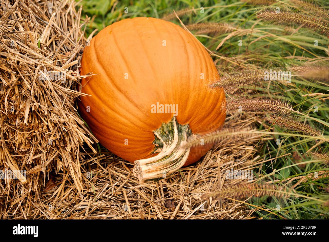 Pumpkins at outdoor farmer market. Pumpkin patch. Halloween decor with ...