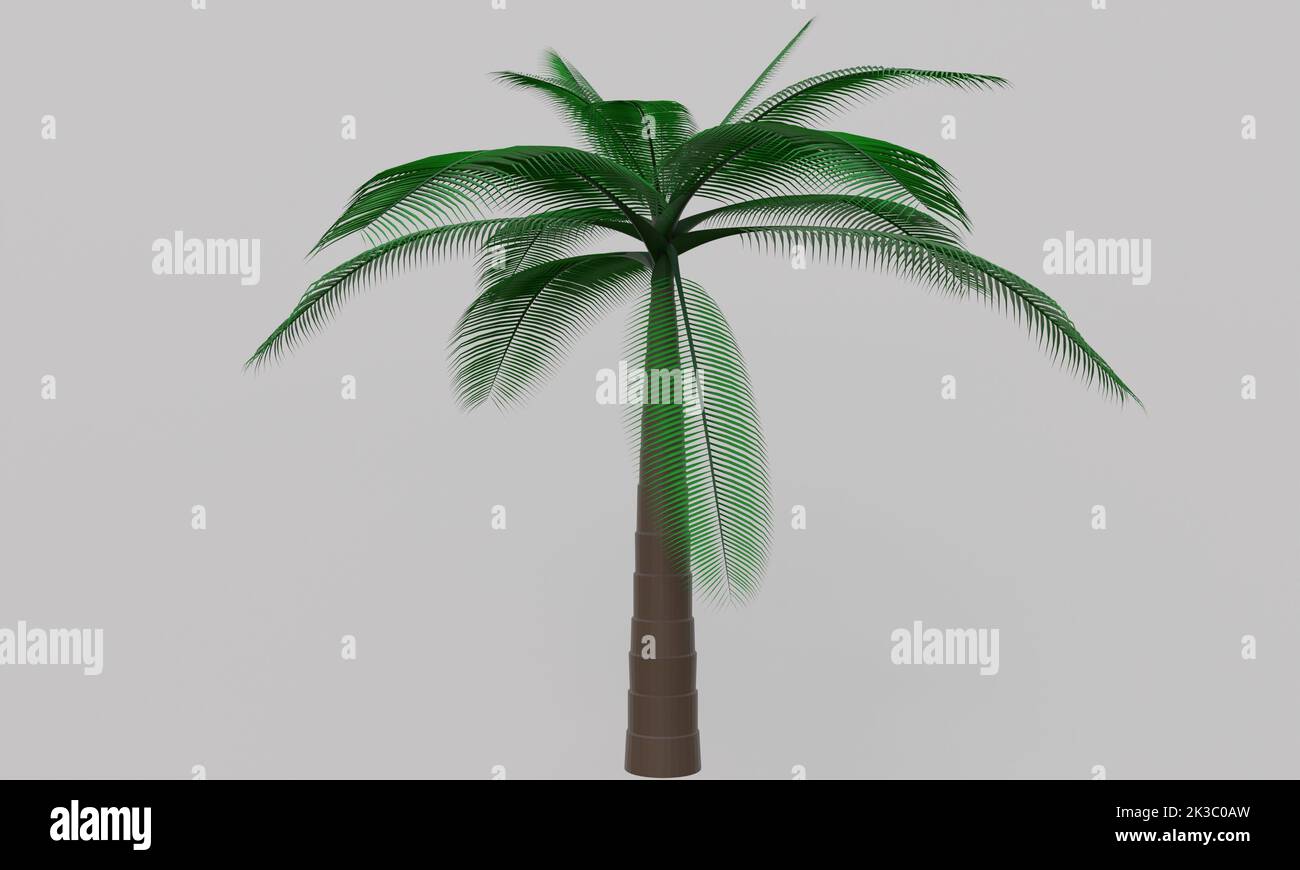 coconut tree on white background.3d rendering Stock Photo - Alamy
