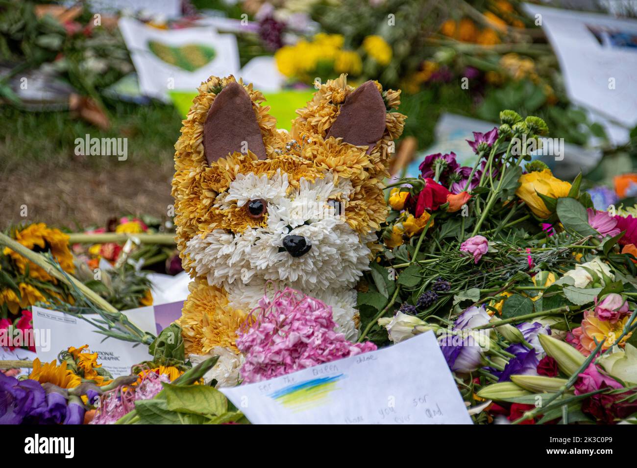 Corgi made out of flowers as a tribute to The Queen Stock Photo - Alamy