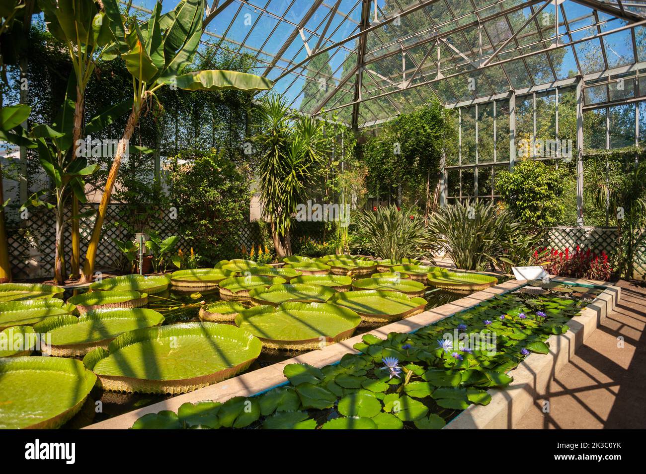 Lilies in the botanical gardens of villa taranto hi-res stock ...